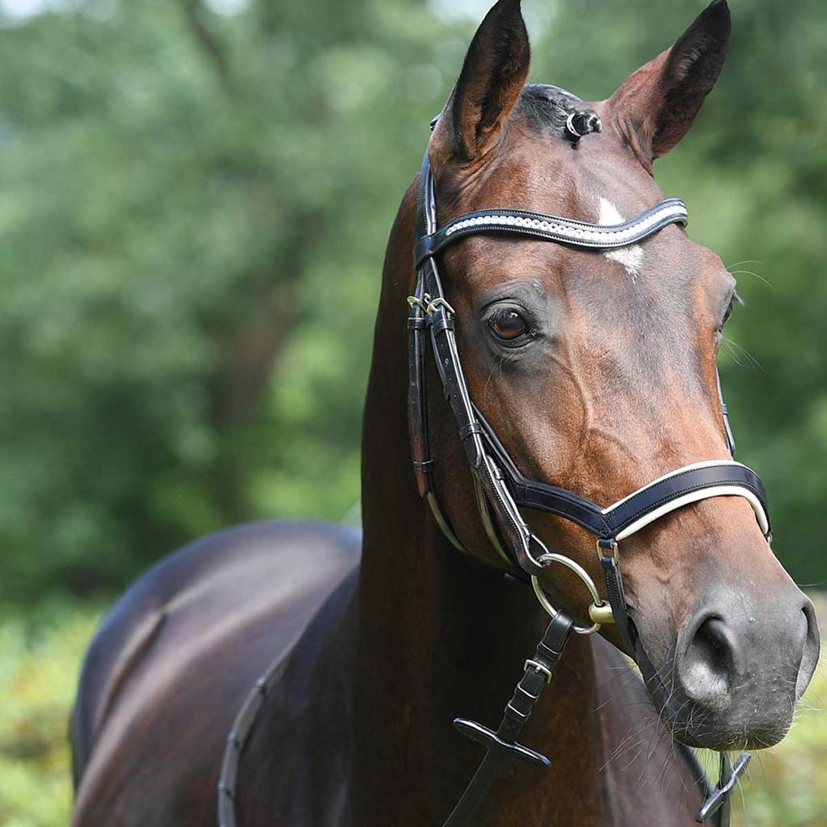 BUSSE Bridle Modena