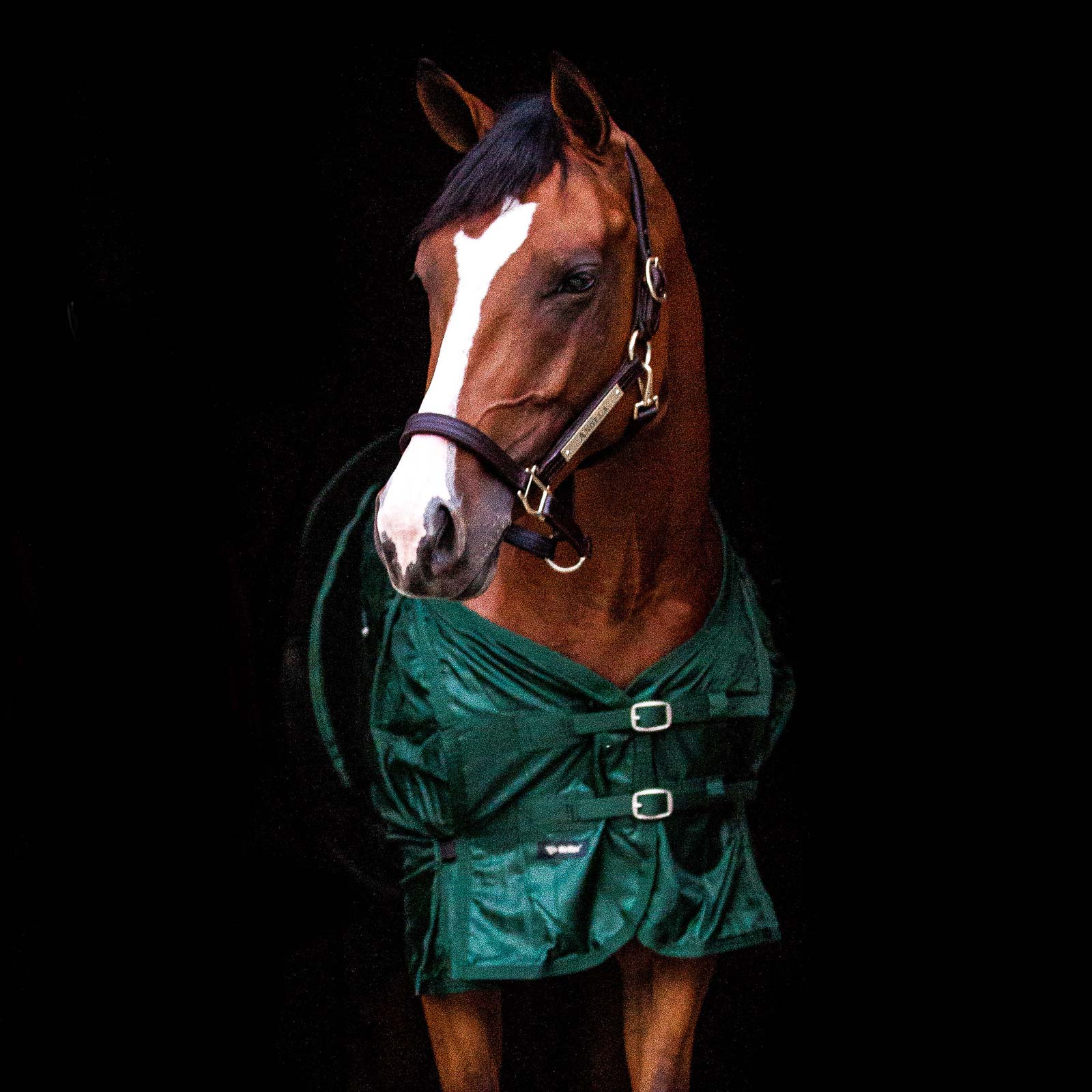 Back on Track Mesh Sheet for Horses I Agrarzone